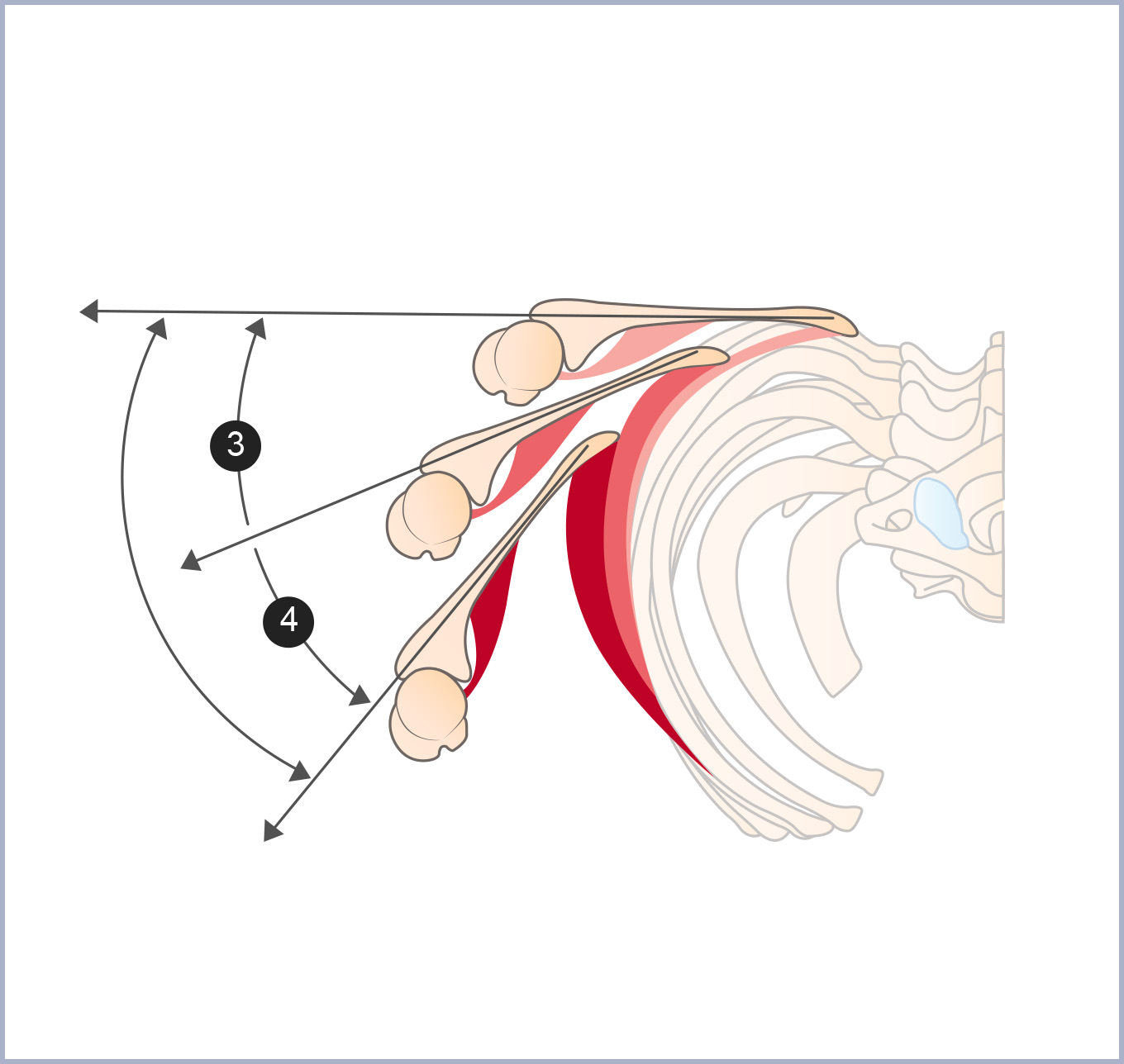 Anatomie de l'épaule / L'épaule / Membre supérieur / Anthropotomia