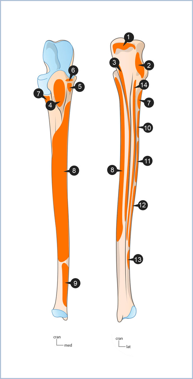 Loges dorsale et latérale de l'avant-bras / L’avant-bras / Membre ...