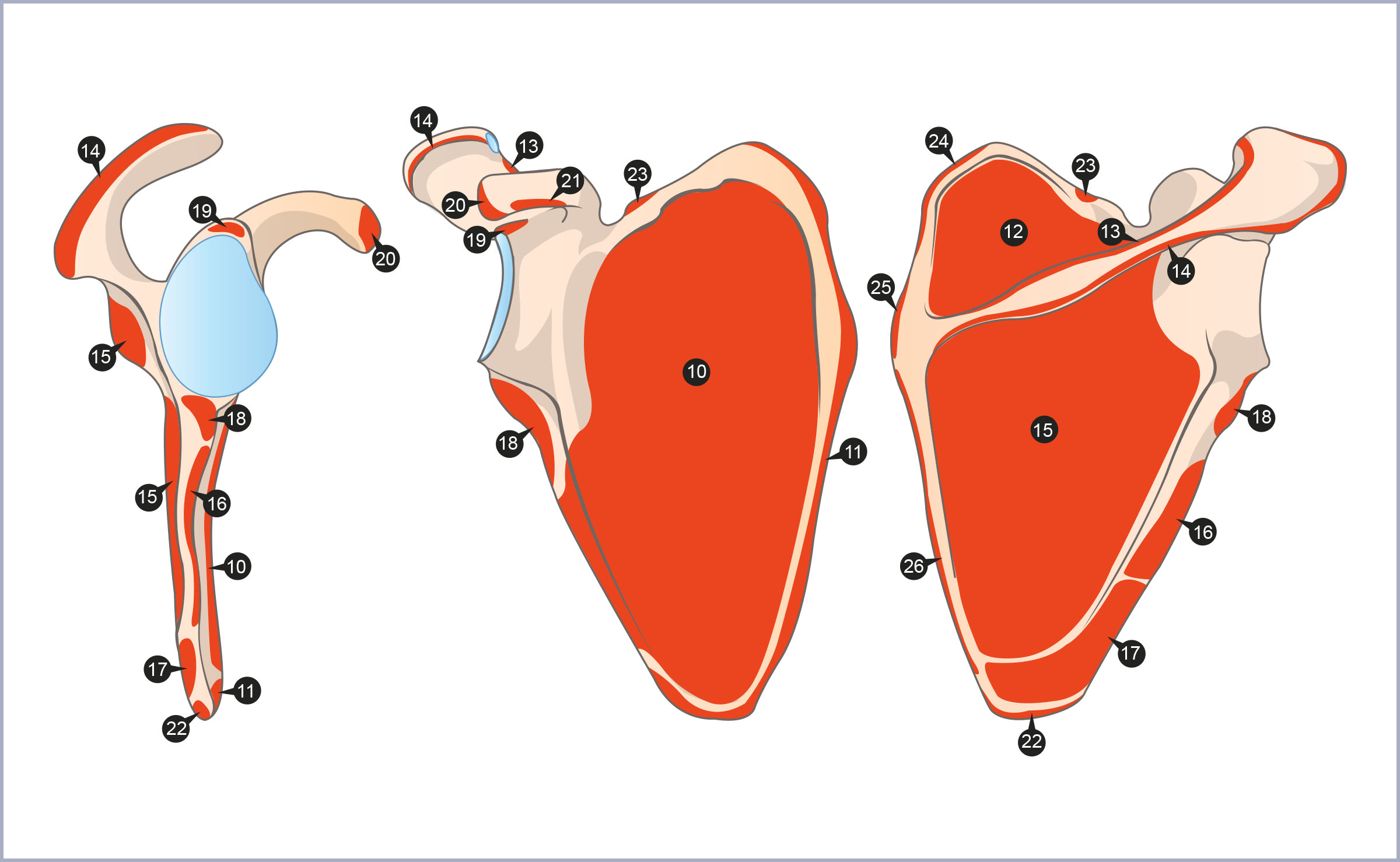 Anatomie de l'épaule / L'épaule / Membre supérieur / Anthropotomia