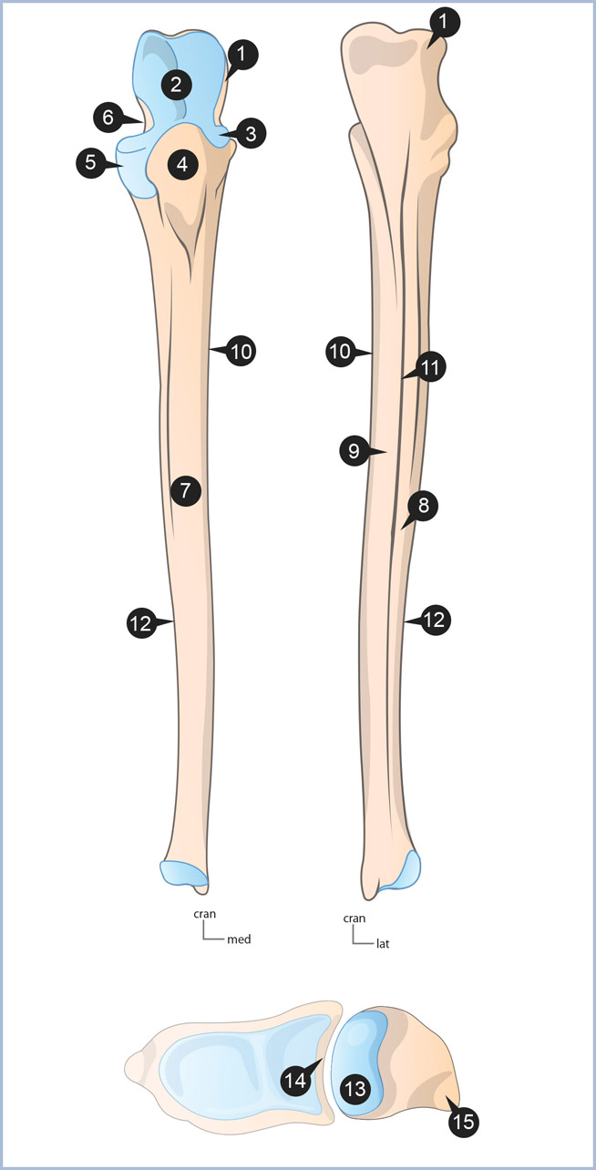 Anatomie de l'avant-bras / L’avant-bras / Membre supérieur / Anthropotomia