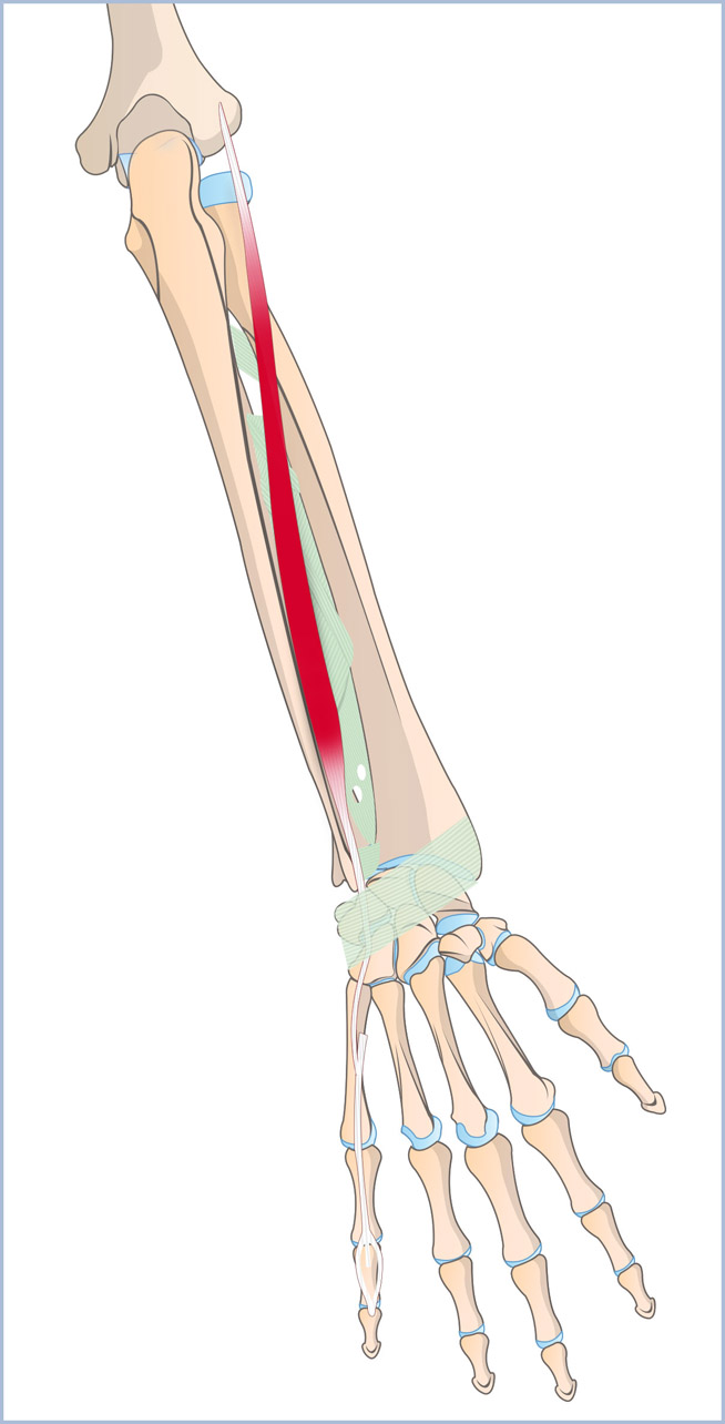 Loges dorsale et latérale de l'avant-bras / L’avant-bras / Membre ...