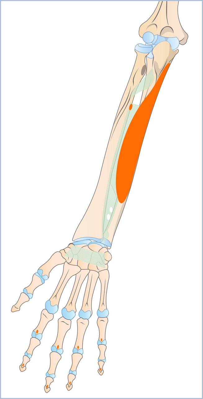 Anatomie de l'avant-bras / L’avant-bras / Membre supérieur / Anthropotomia