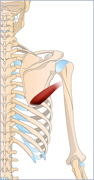 Anatomie de l'épaule / L'épaule / Membre supérieur / Anthropotomia