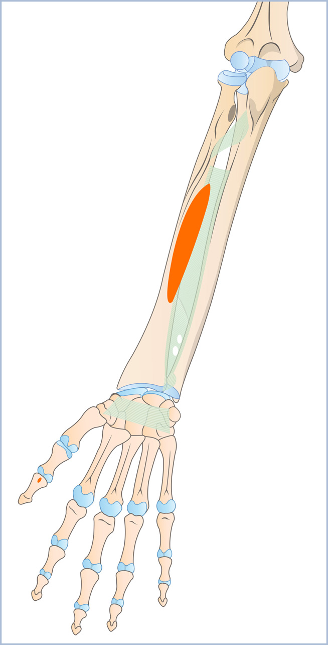 Anatomie de l'avant-bras / L’avant-bras / Membre supérieur / Anthropotomia