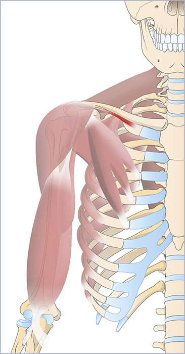 Muscle subclavier / M / Glossaire / Anthropotomia