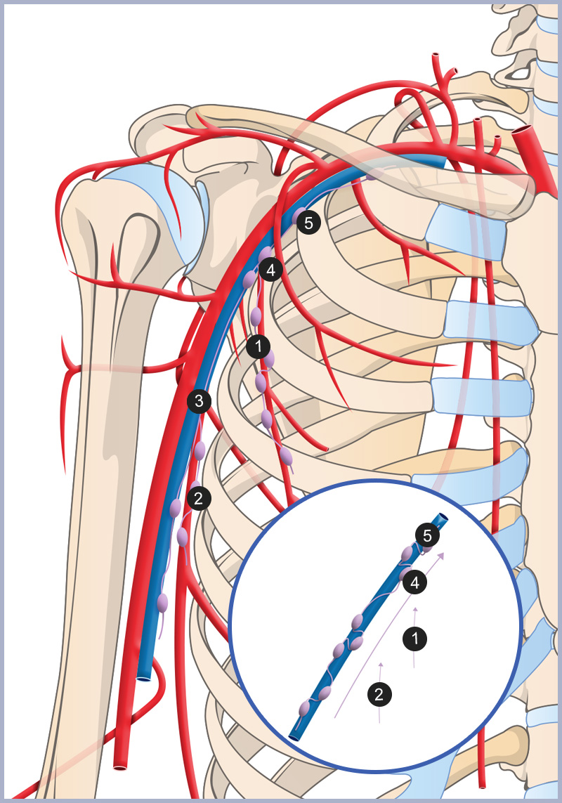 Anatomie de l'épaule / L'épaule / Membre supérieur / Anthropotomia